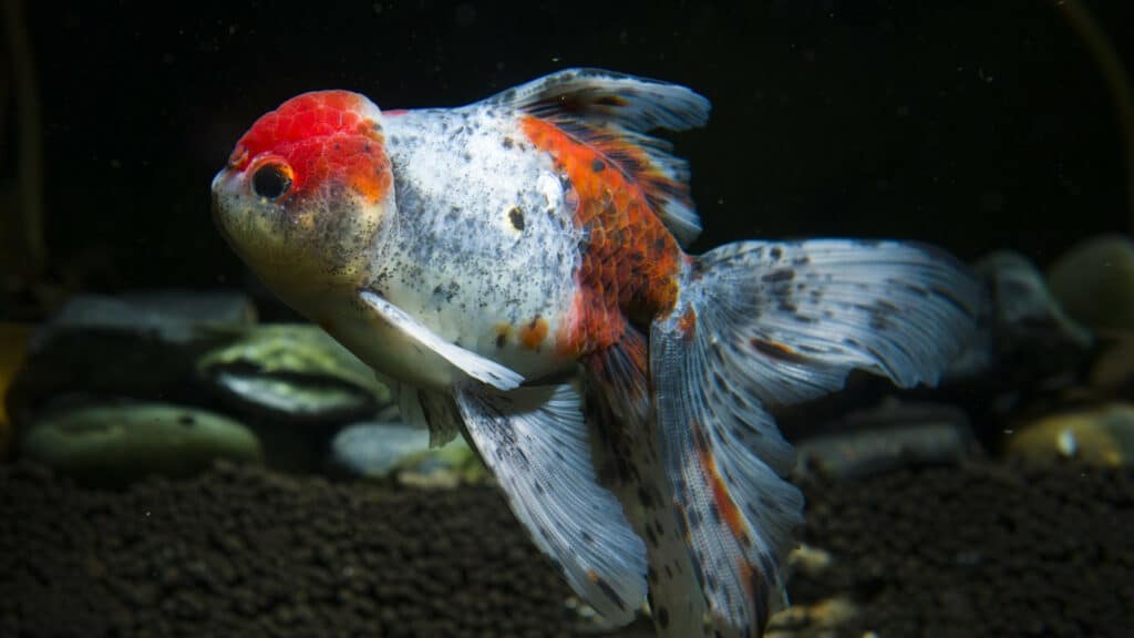 Comment choisir une taille d'aquarium adaptée selon le type de poisson